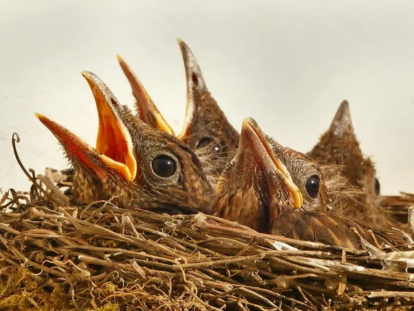 Native CSS nesting is here. Is it time to ditch SCSS? | Pivale Native CSS nesting is here. Is it time to ditch SCSS? | Pivale